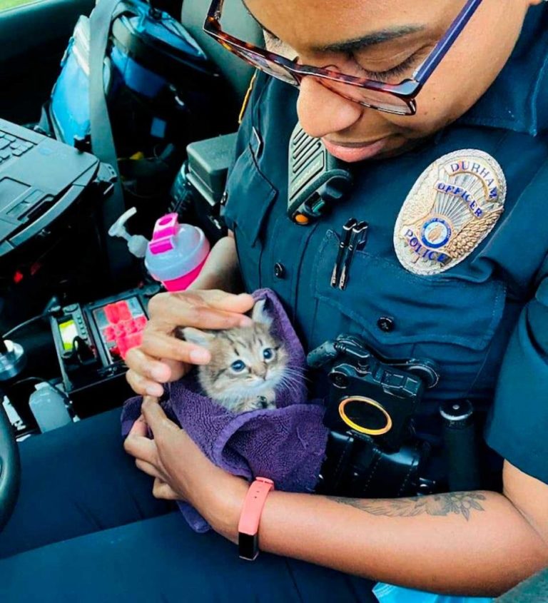 Un chaton sauvé par la police obtient un emploi en tant que collègue le ...