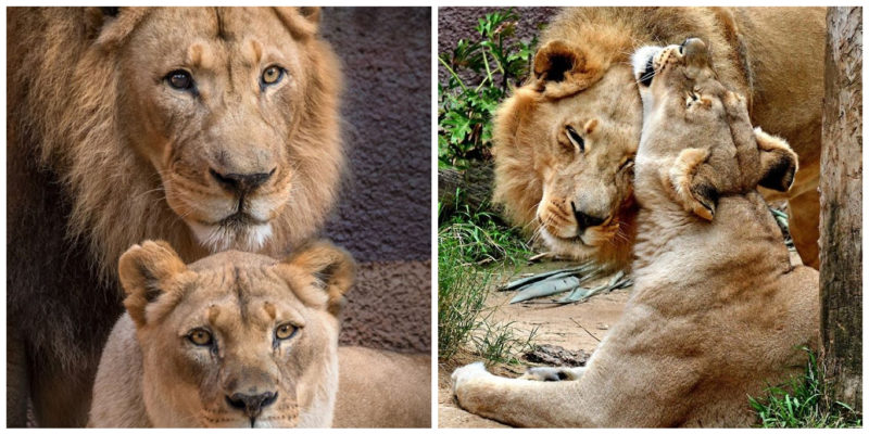 Et ils sont partis en un jour. Un couple de lions âgés est parti ...
