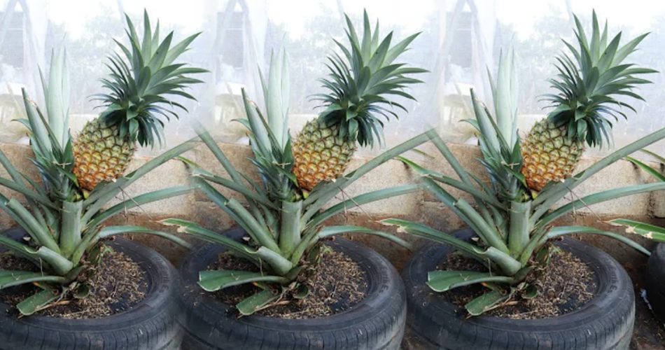 Comment cultiver de l’ananas avec une méthode très simple